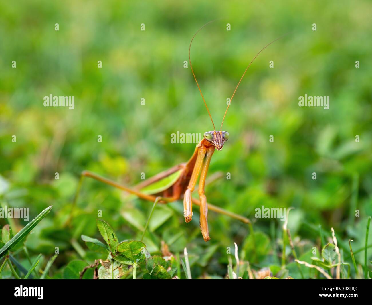 closeup of praying mantis in grass Stock Photo - Alamy