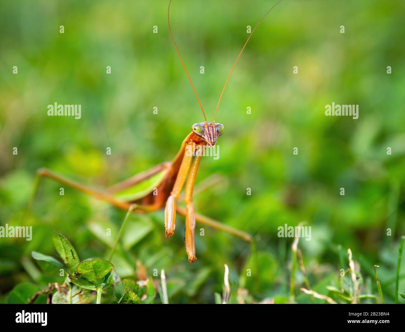 Pretty praying mantis hi-res stock photography and images - Alamy