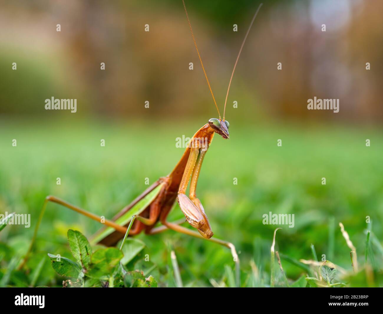 closeup of praying mantis in grass Stock Photo - Alamy