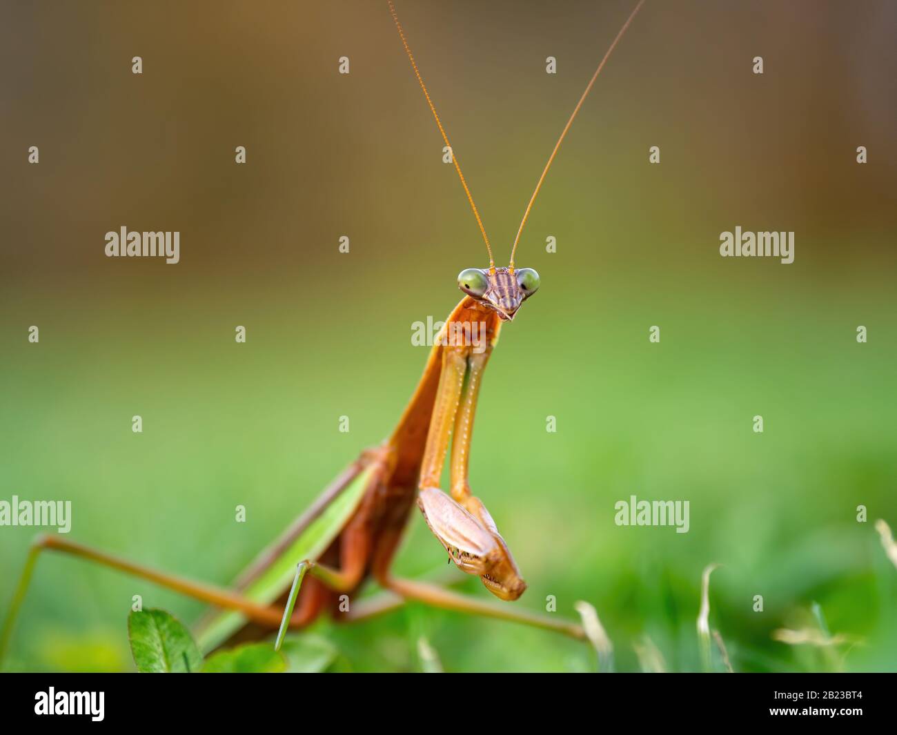 Pretty praying mantis hi-res stock photography and images - Alamy