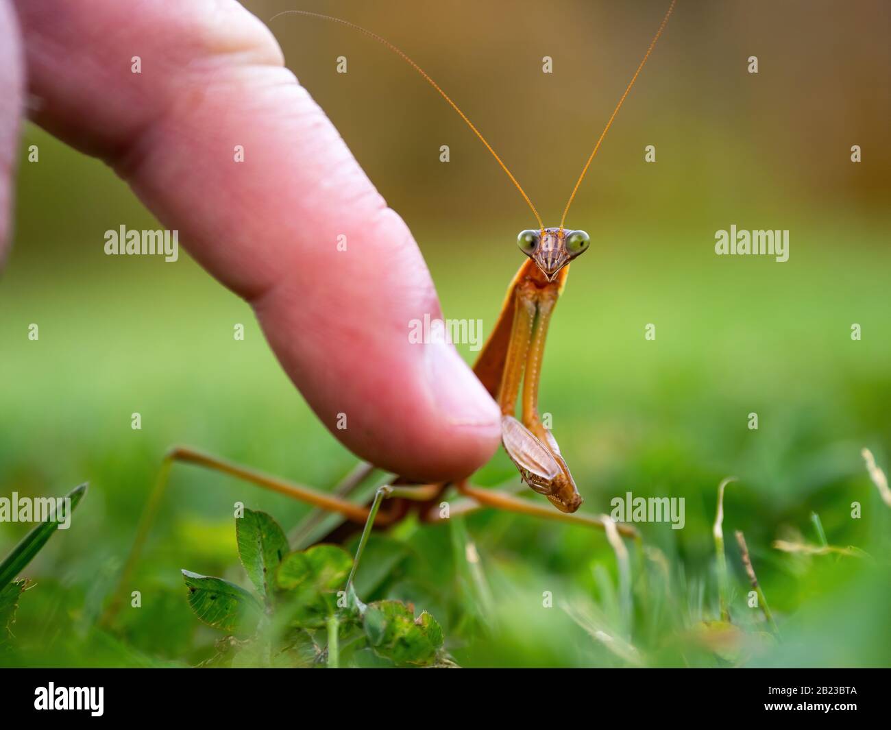 Praying mantis standing hi-res stock photography and images - Alamy
