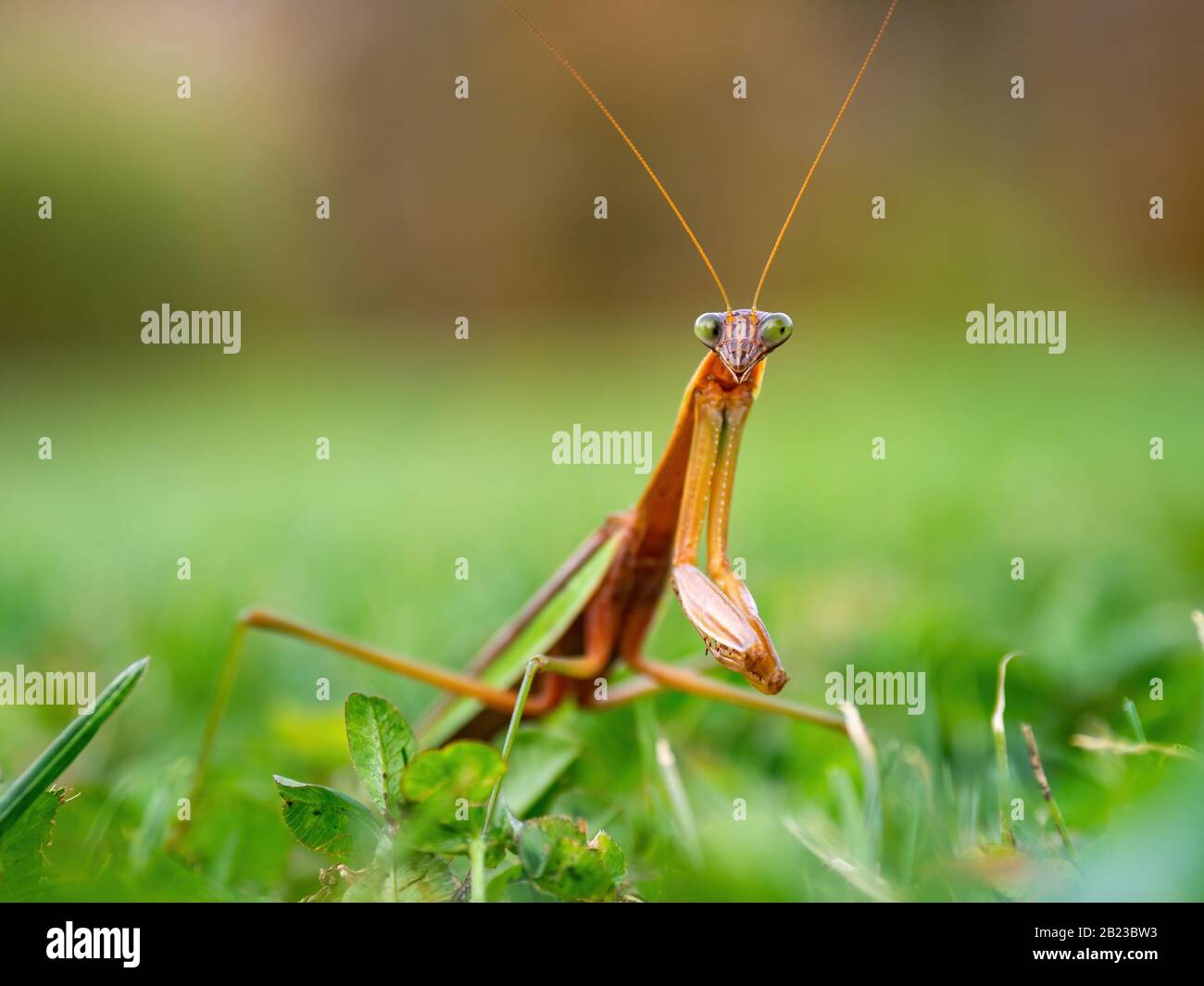 Pretty praying mantis hi-res stock photography and images - Alamy