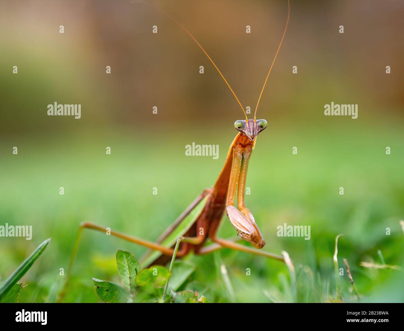 Pretty praying mantis hi-res stock photography and images - Alamy