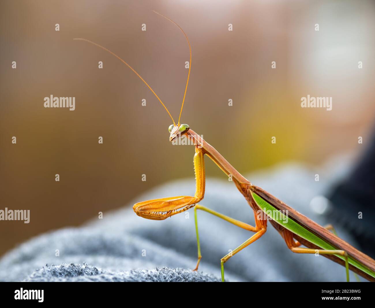 closeup of praying mantis in grass Stock Photo - Alamy