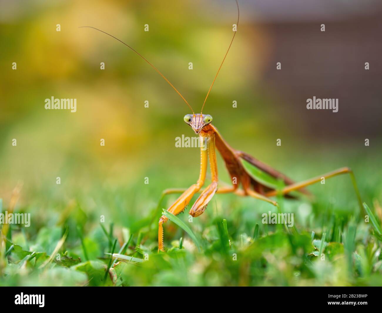 closeup of praying mantis in grass Stock Photo - Alamy