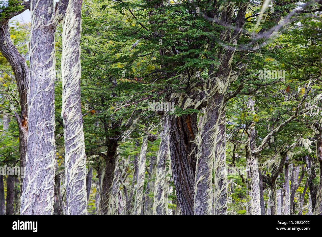 Lichens growing in Native Beech and Pine forest between Puerto Natales ...