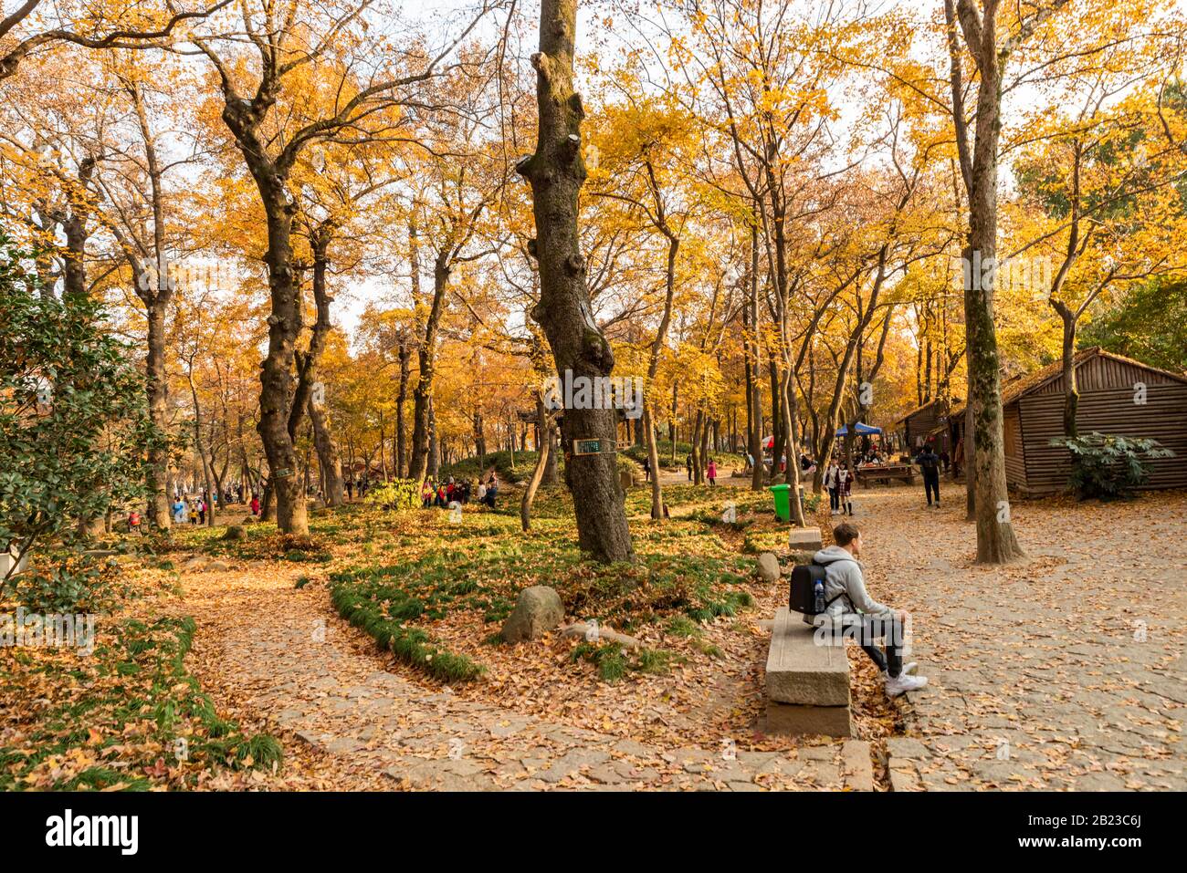 Acer Palmatum Mountain Maple High Resolution Stock Photography and ...