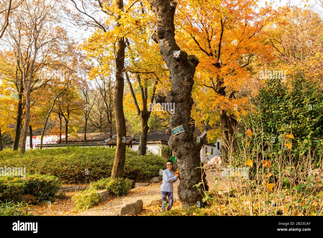 Acer Palmatum Mountain Maple High Resolution Stock Photography and ...