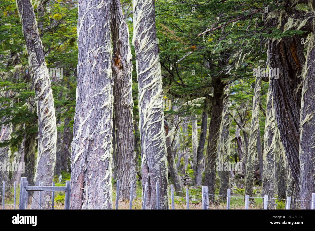 Lichens growing in Native Beech and Pine forest between Puerto Natales ...