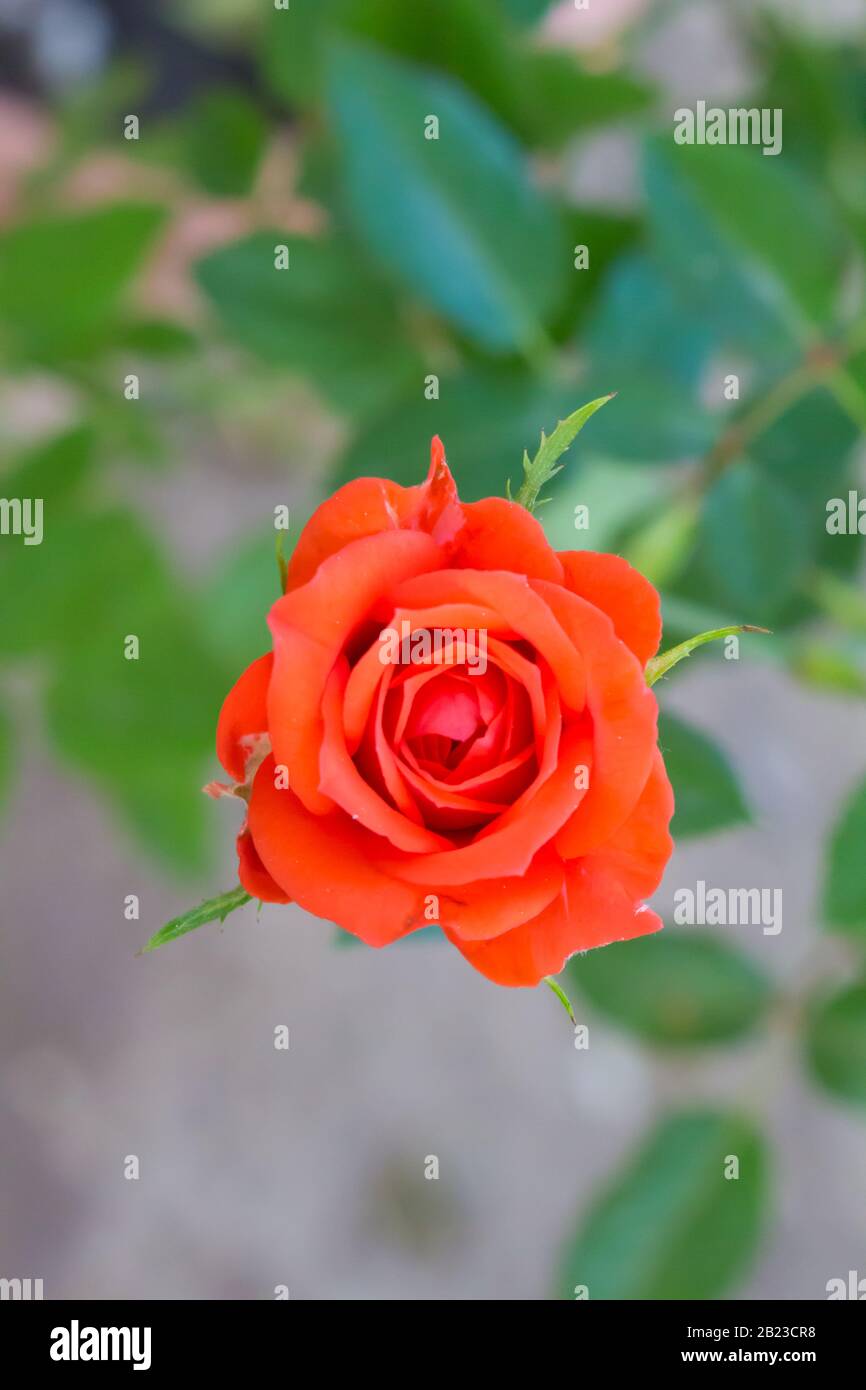 Fairy rose hi-res stock photography and images - Alamy