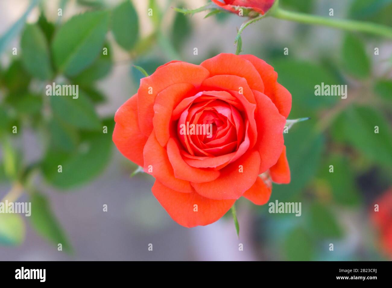 Fairy rose hi-res stock photography and images - Alamy