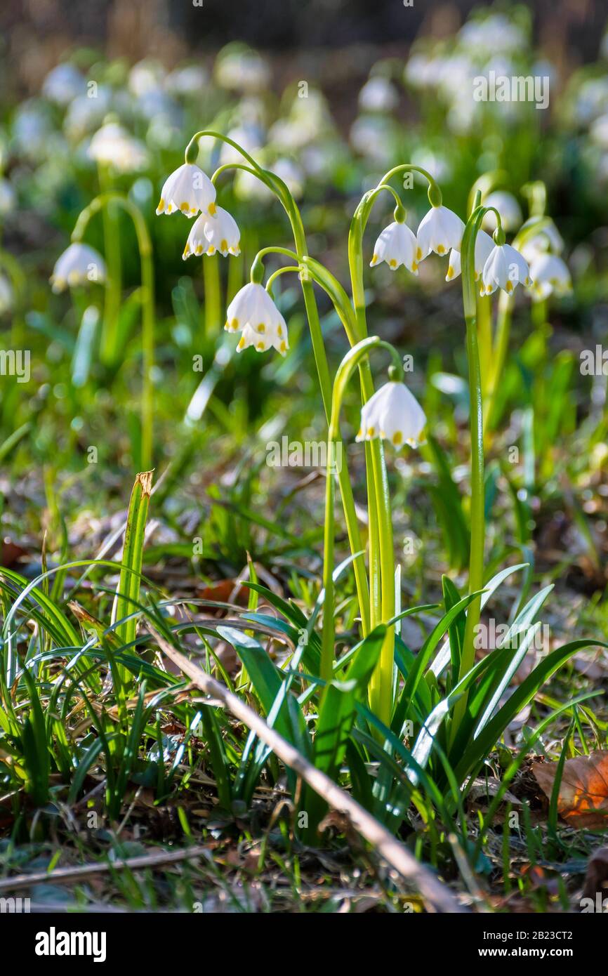 bunch of snow drop flowers in the woods. beautiful nature background in ...