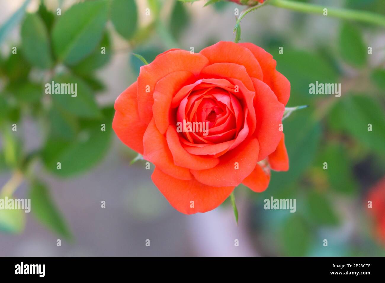 Fairy rose hi-res stock photography and images - Alamy