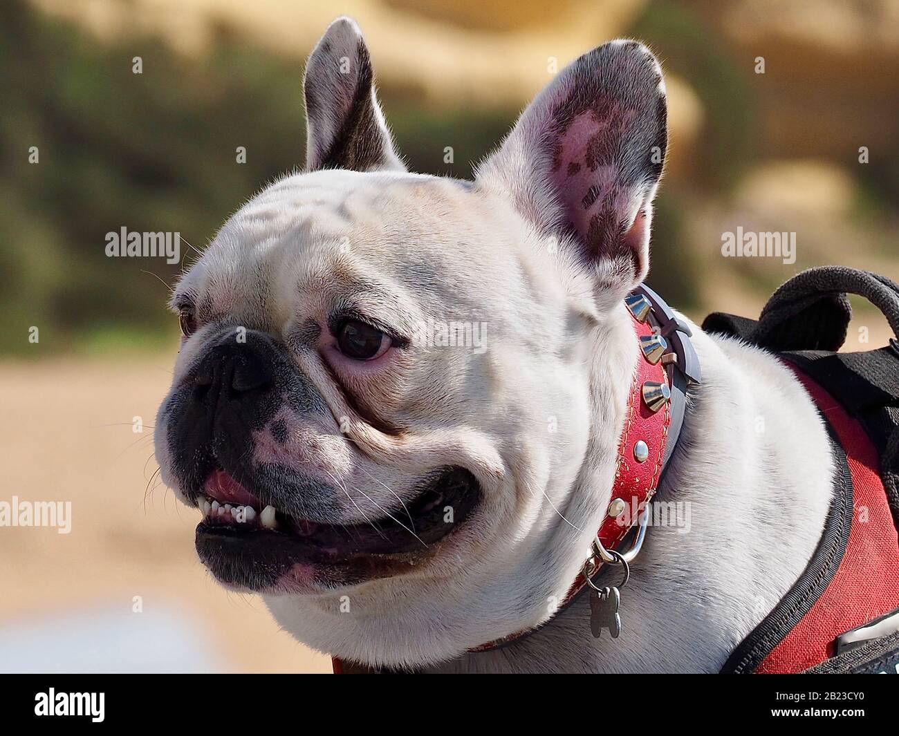 English bulldog puppy laying down hi-res stock photography and images ...