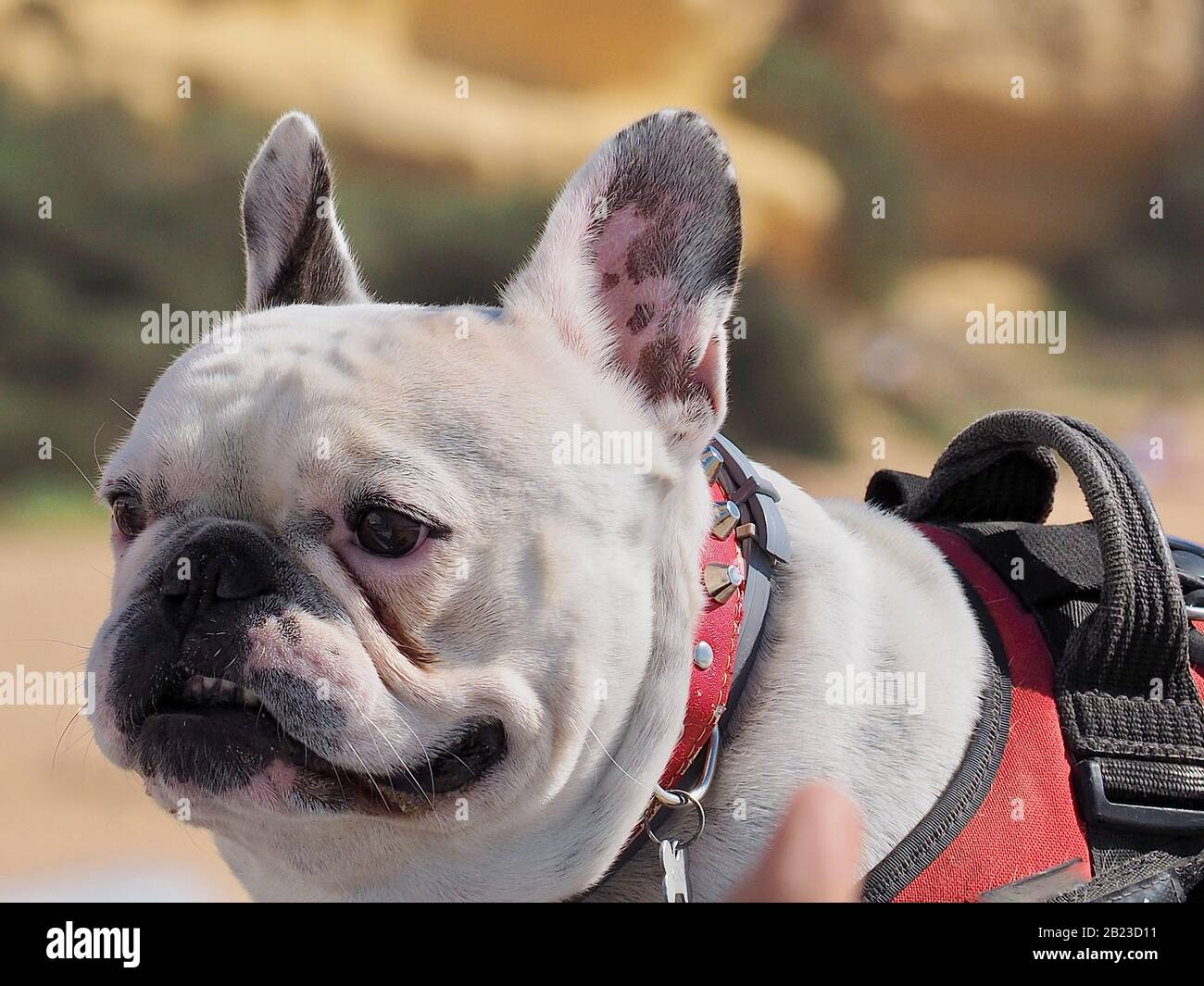English bulldog laying down hi-res stock photography and images - Alamy