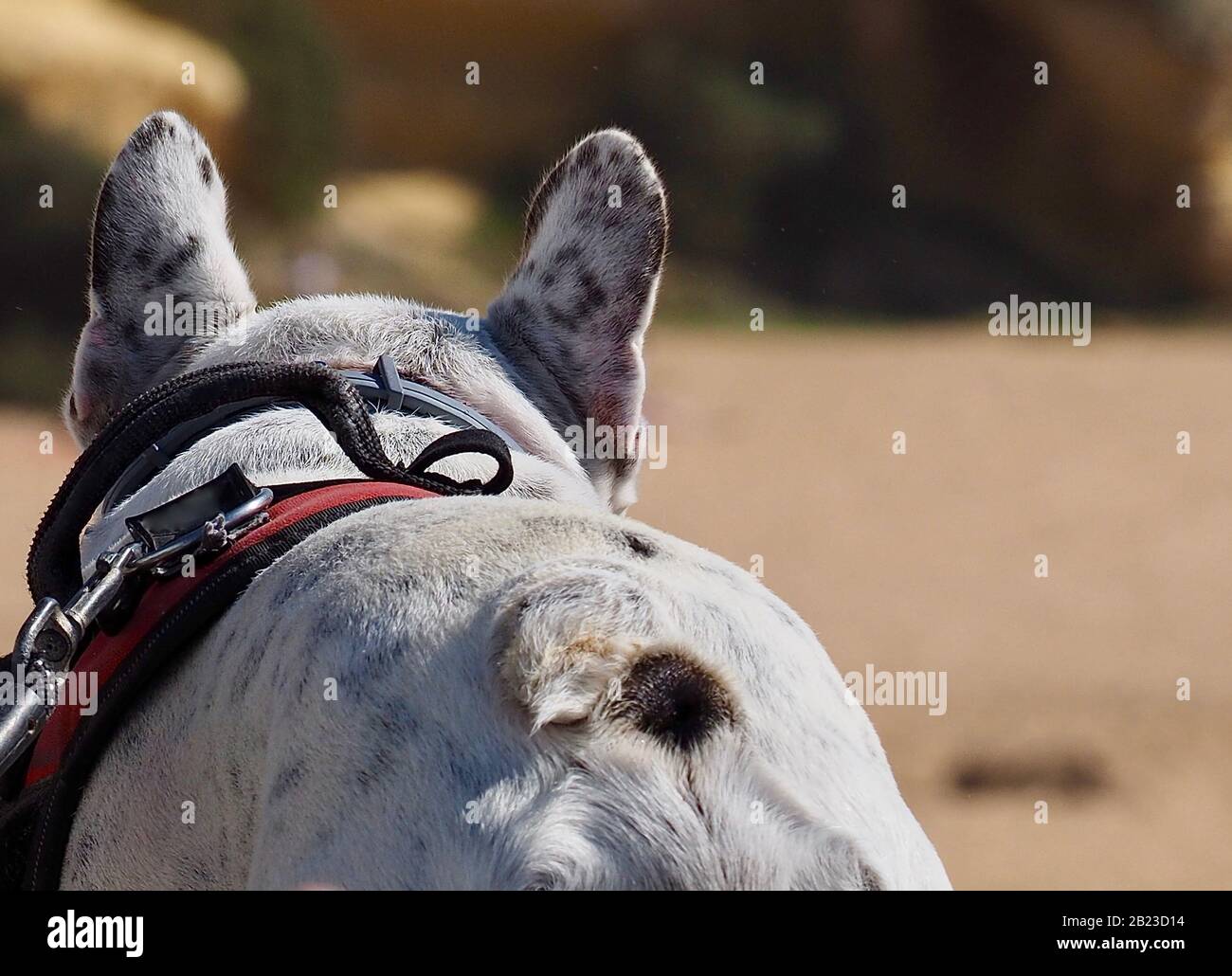 Back of an English bulldog dog Stock Photo - Alamy
