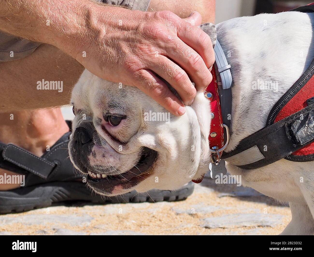 Man dog english bull dog hi-res stock photography and images - Alamy