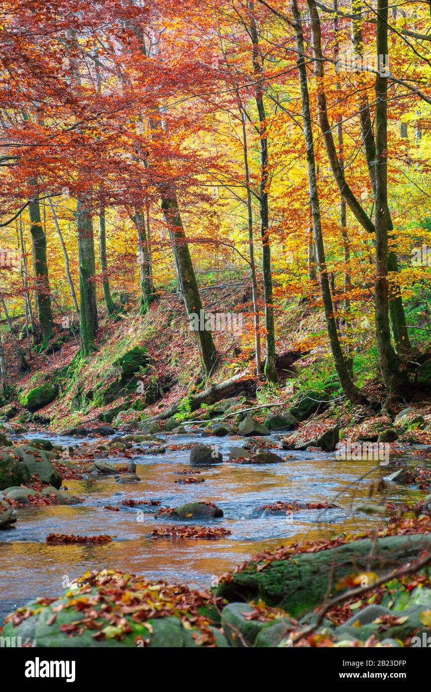 Flora foliage peaceful hi-res stock photography and images - Alamy