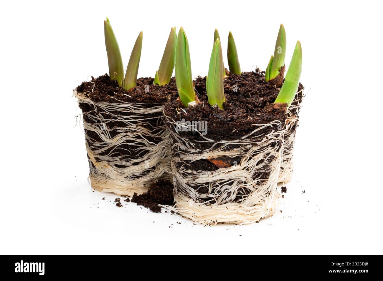 Tulip sprouts in soil with roots isolated on white Stock Photo - Alamy