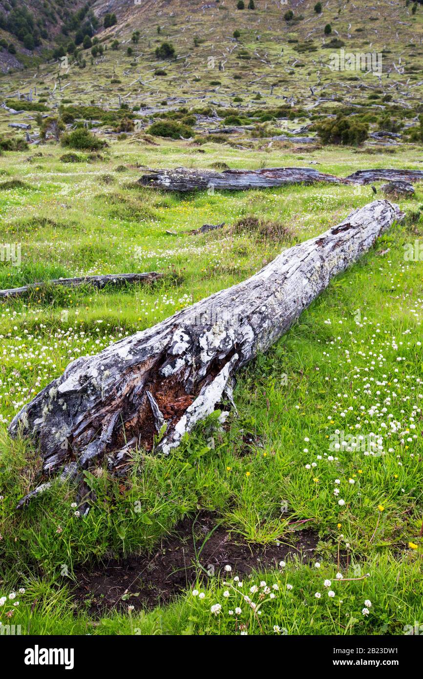 Native Beech and Pine forest between Puerto Natales and Seno ...