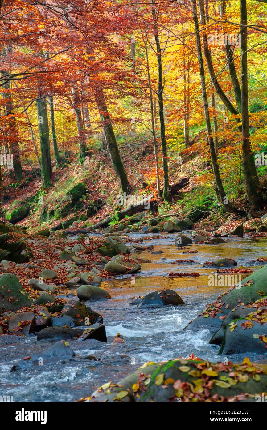 Fall Forest Stream