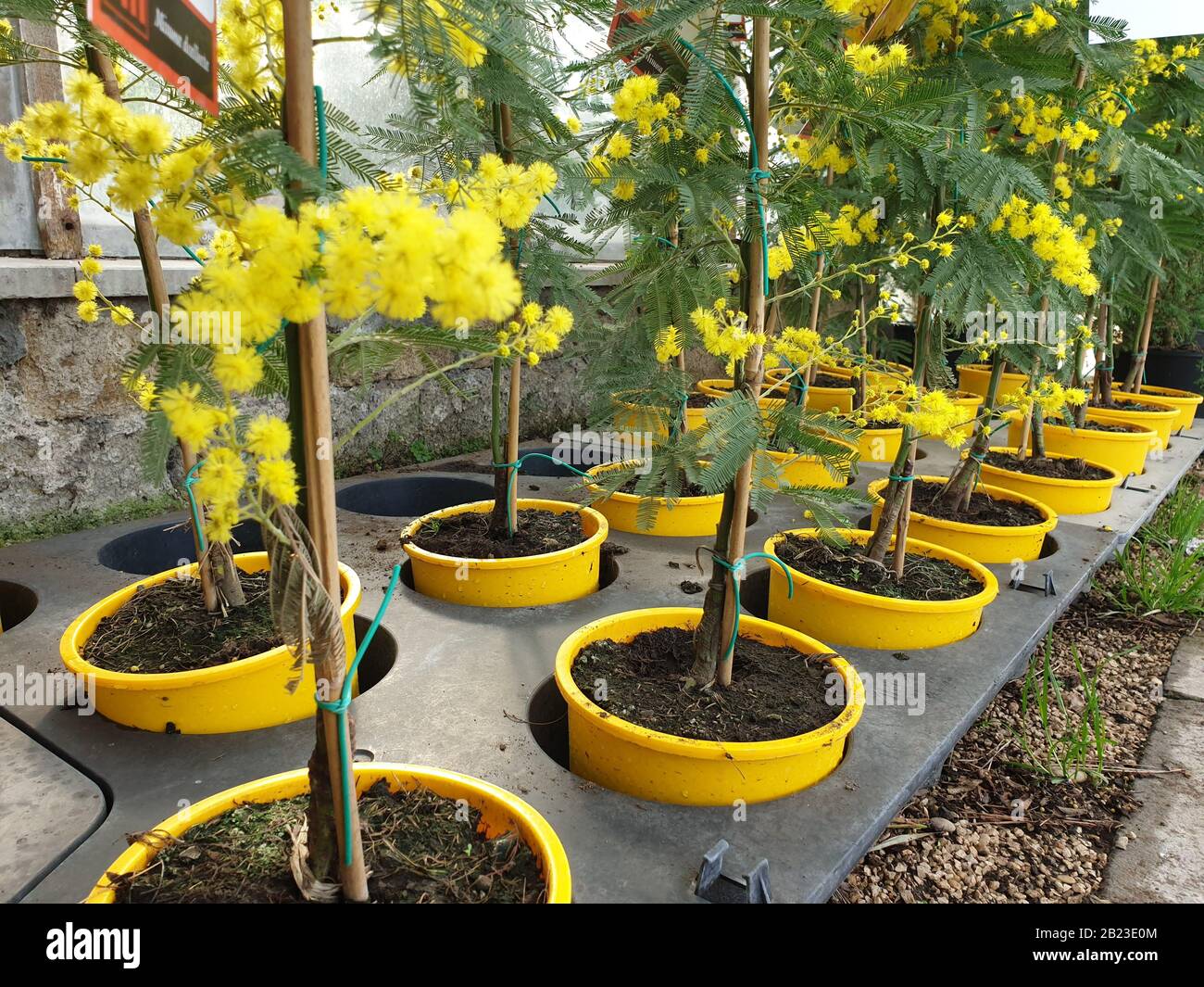 Mimosa flower hi-res stock photography and images - Alamy