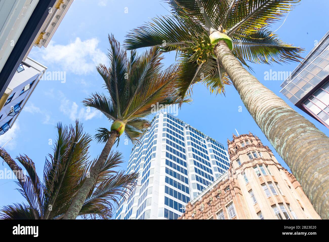 Skyscrapers native nikau palm trees on queen street main downtow hi-res ...
