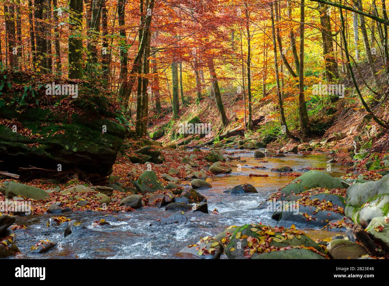 Autumn forest flora foliage hi-res stock photography and images - Alamy