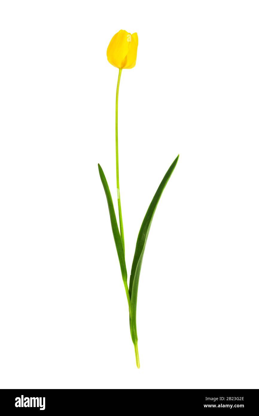 One yellow Tulip flower isolated on white background Stock Photo - Alamy