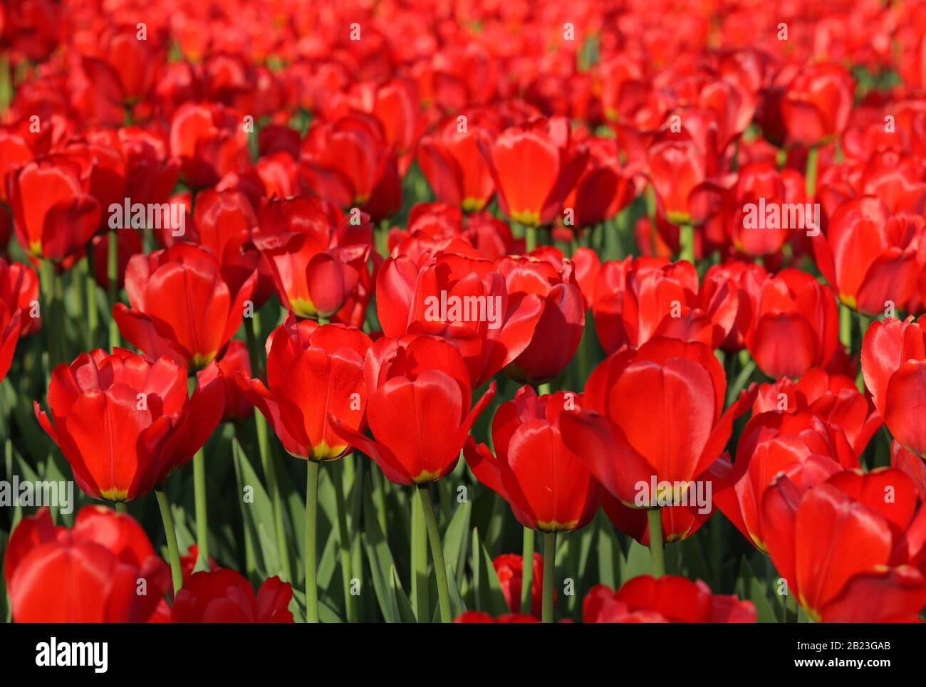 red tulip at spring on Earth Stock Photo - Alamy