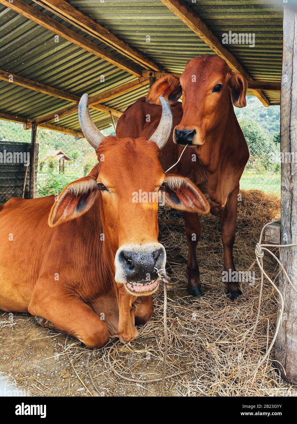 Cow close-up, red-brown cow lies in the corral. Two cows under the roof ...
