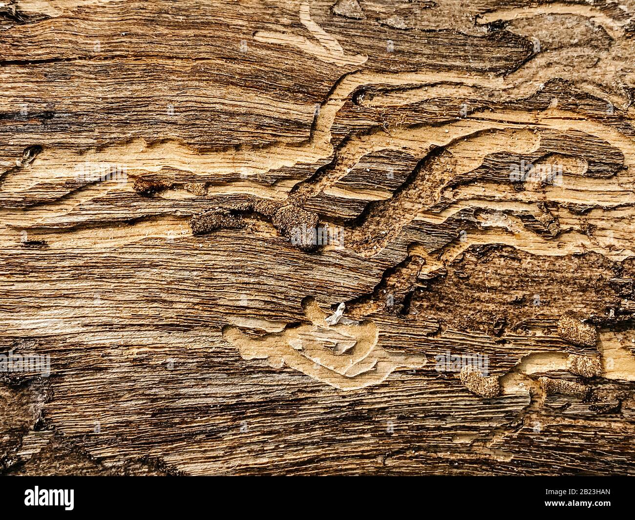 Natural wood, wood cut, aged wood, cracks from time and weather. Brown ...