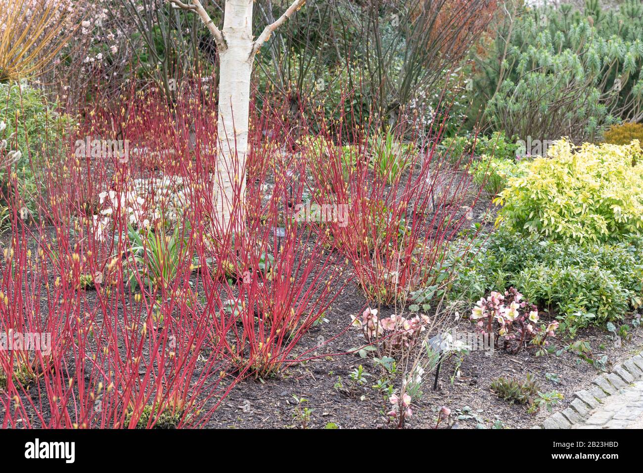 Red Cornus stems and white Birch bark Stock Photo - Alamy