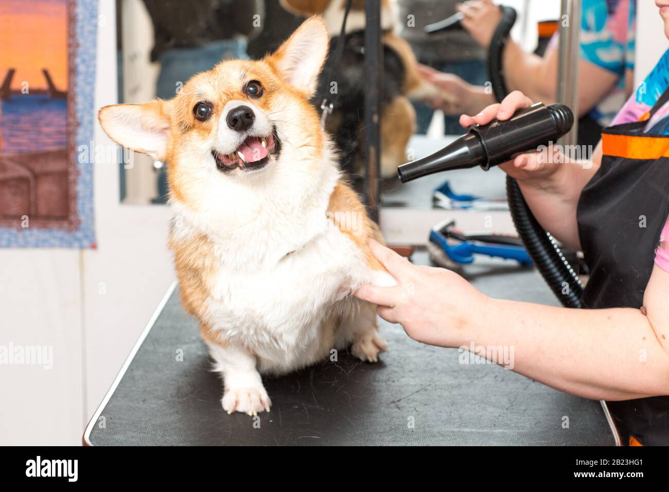 Dog Drying Pet Grooming Concept Stock Photo - Alamy