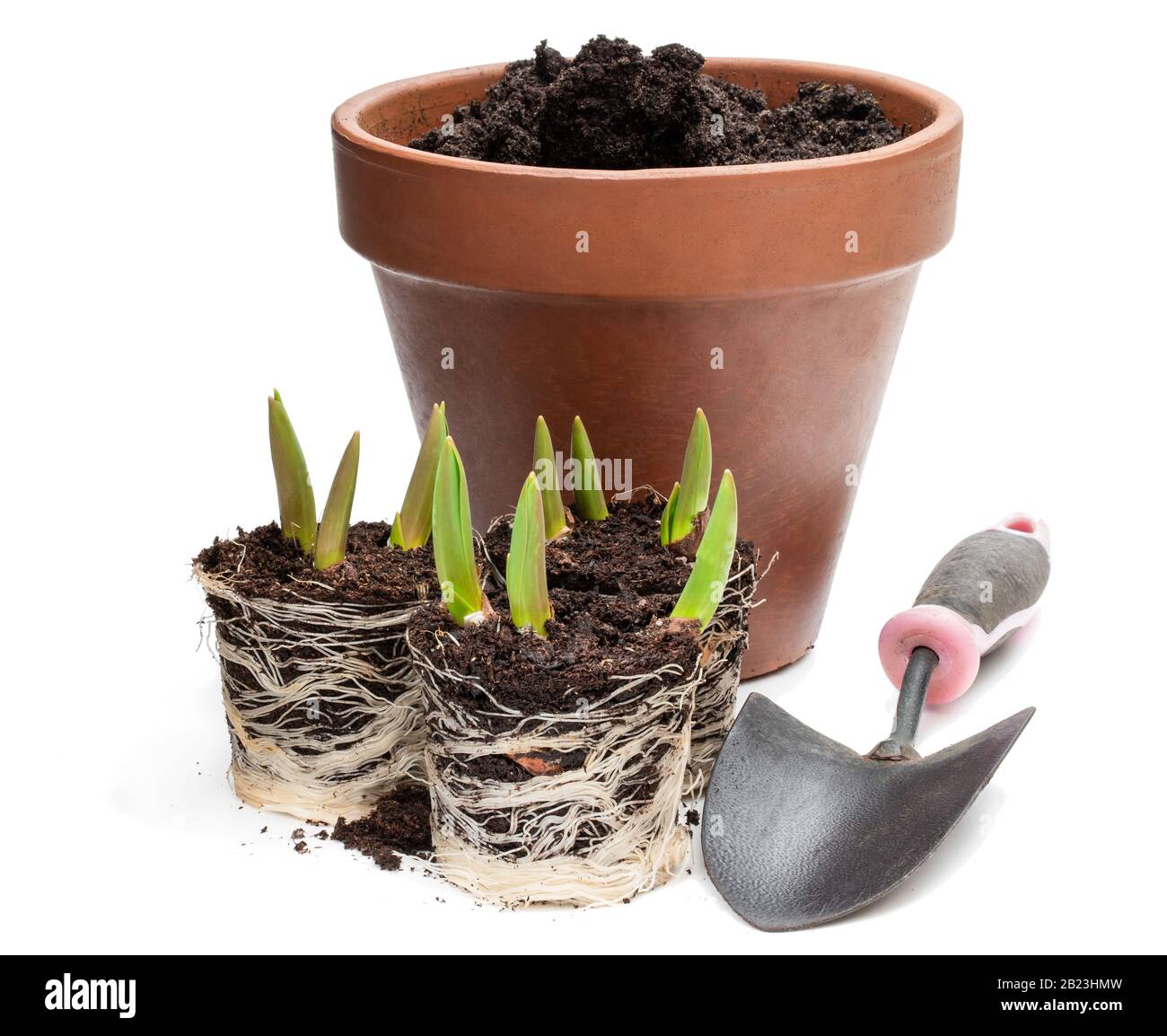 Tulip sprouts ready for planting isolated on white Stock Photo - Alamy