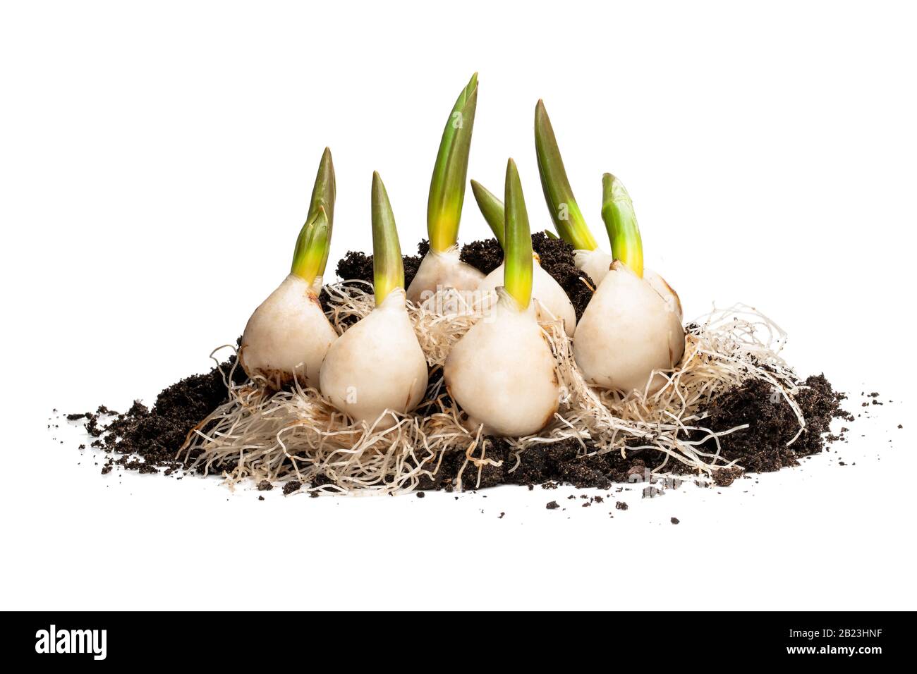 Tulip bulbs with roots isolated on white Stock Photo - Alamy