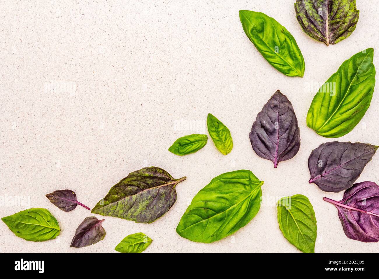 Green and purple basil leaves above stone concrete background. Fresh ...