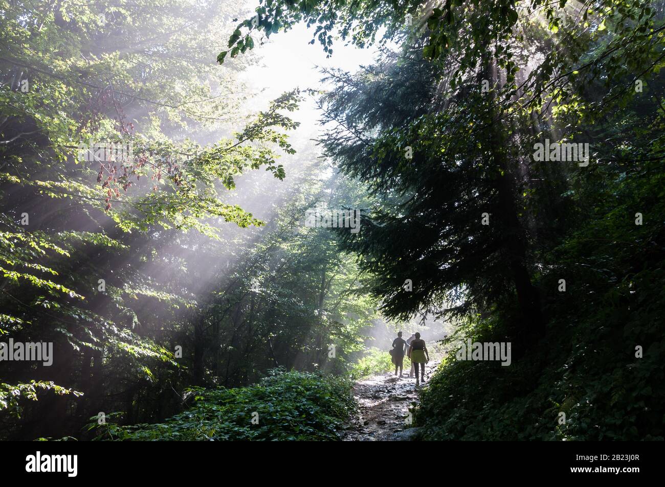 Holy tree in forrest hi-res stock photography and images - Alamy