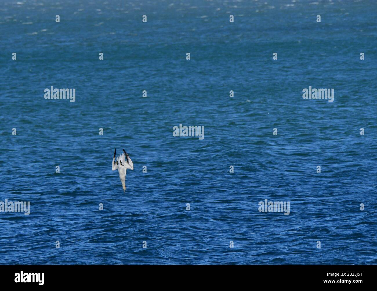 Devon seabirds sea birds hi-res stock photography and images - Alamy