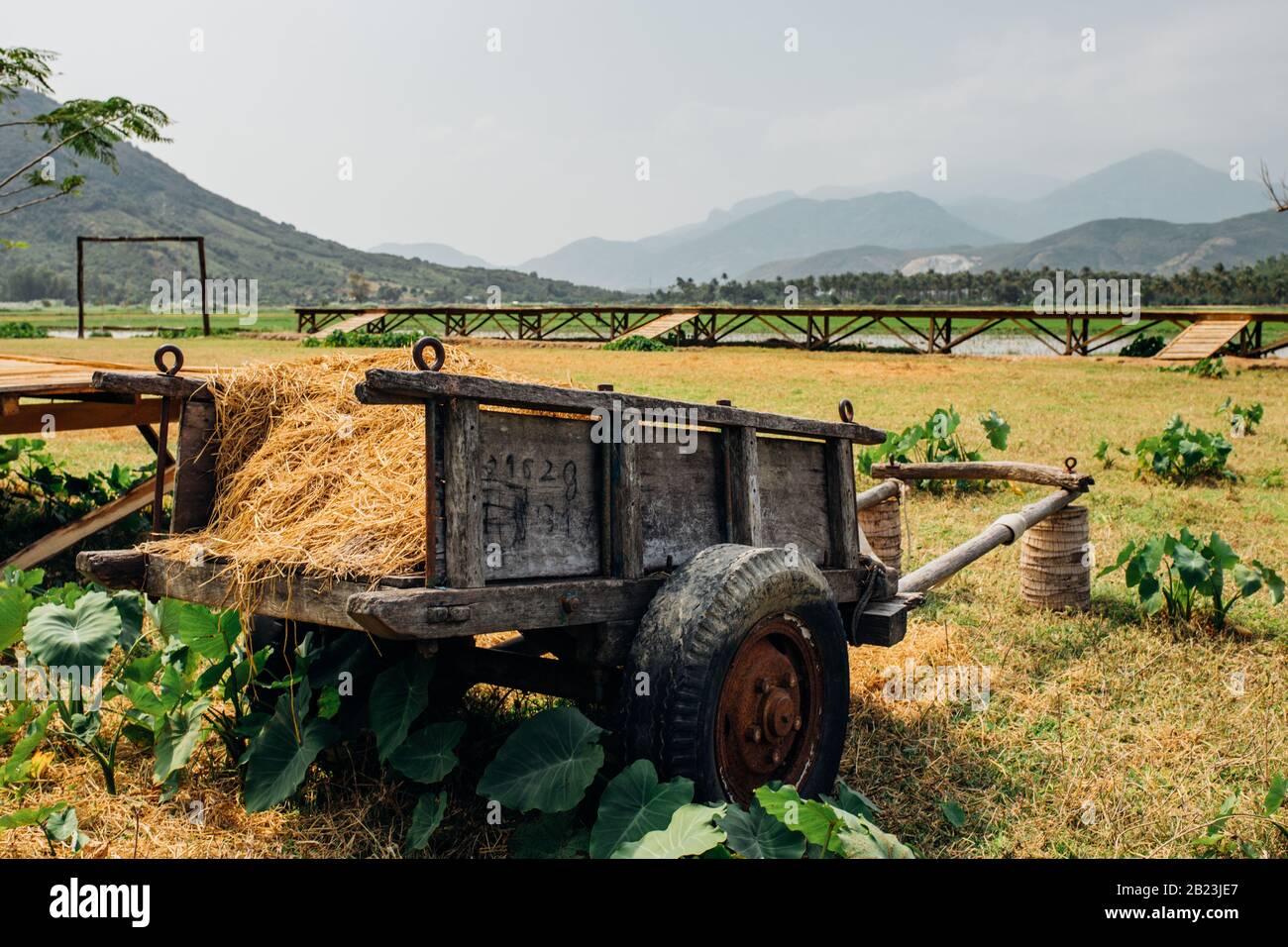 Hay, haystack, agriculture, cart. Rural landscape, view of rice fields ...