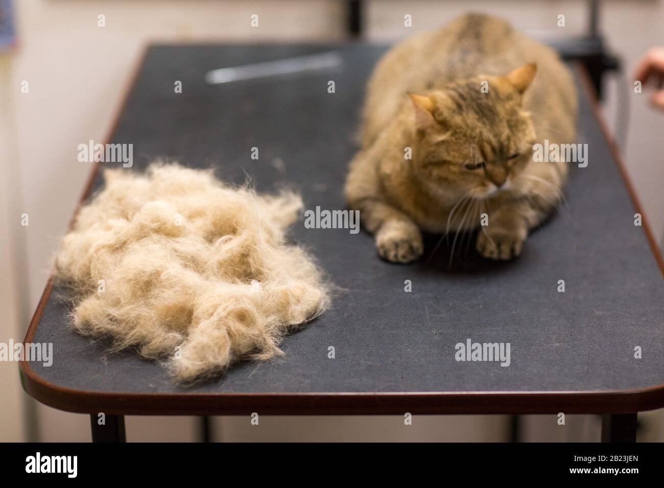 Molting cat hi-res stock photography and images - Alamy