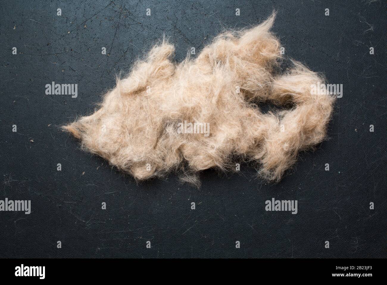 Molting hair hi-res stock photography and images - Alamy