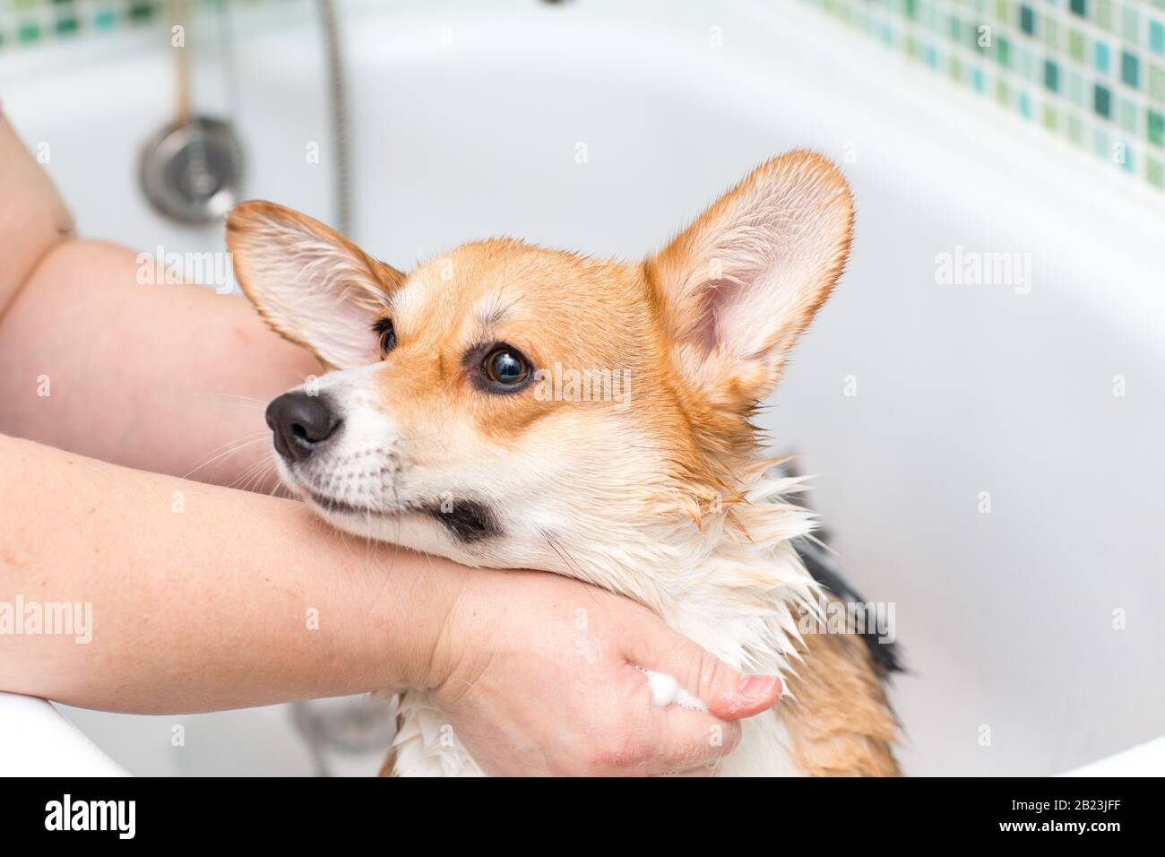 Corgi dog washes in the bathroom Stock Photo - Alamy