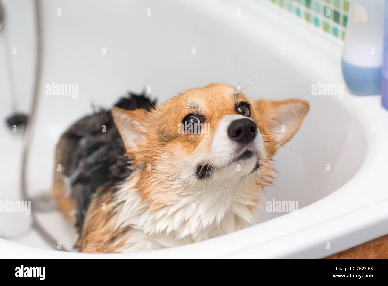 Corgi dog washes in the bathroom Stock Photo - Alamy