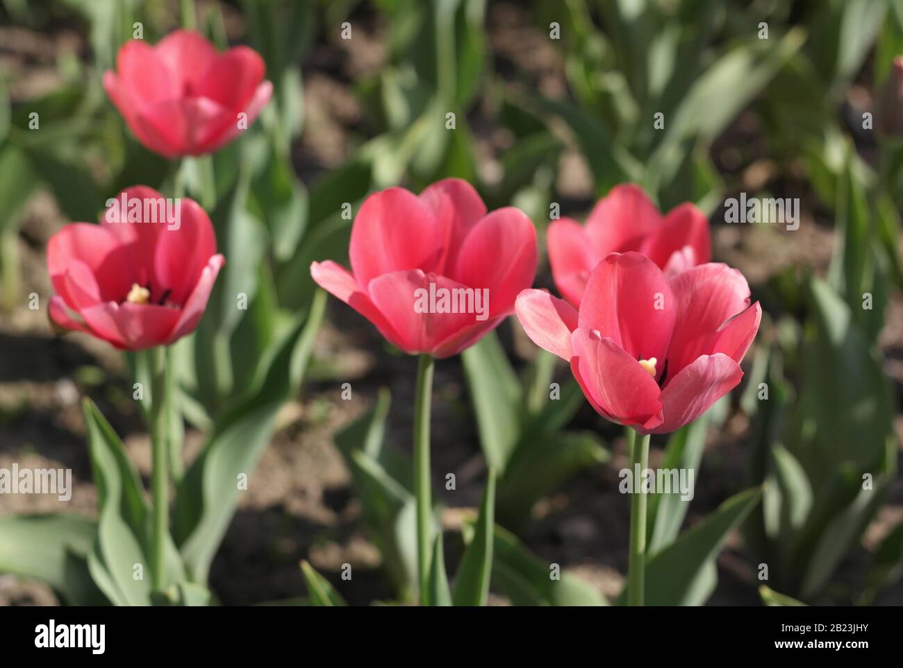 Red Tulip at Spring Stock Photo - Alamy