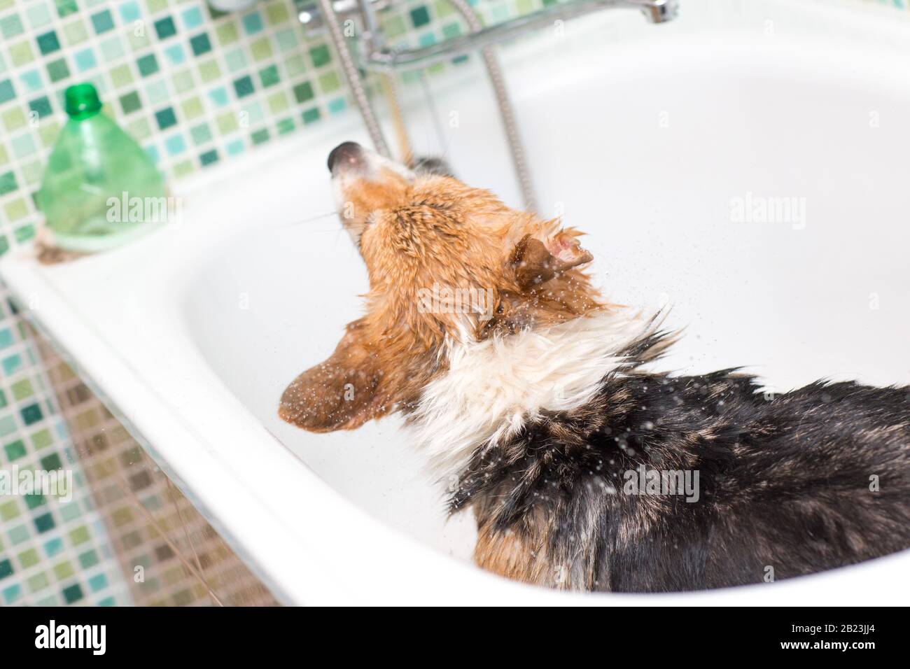 Corgi dog washes in the bathroom Stock Photo - Alamy
