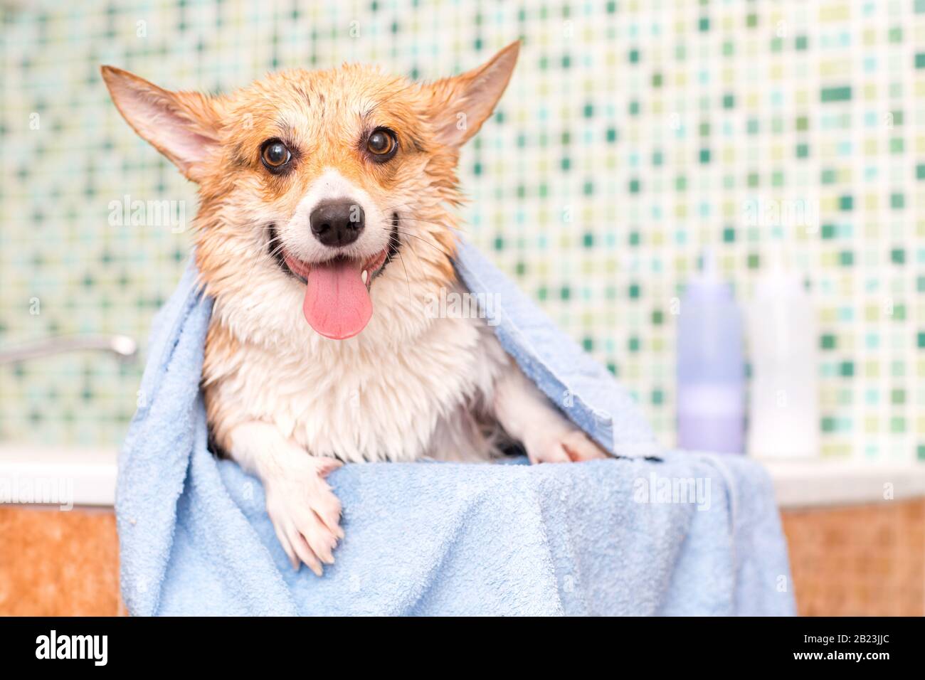 Corgi dog with towel after wash in the bathroom Stock Photo - Alamy