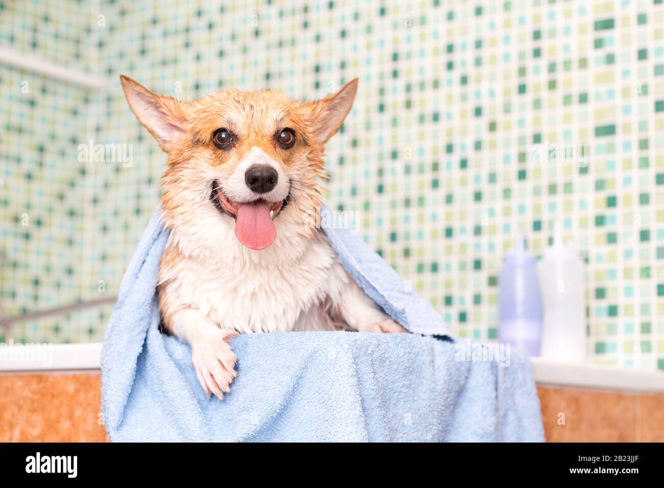 Corgi dog with towel after wash in the bathroom Stock Photo - Alamy