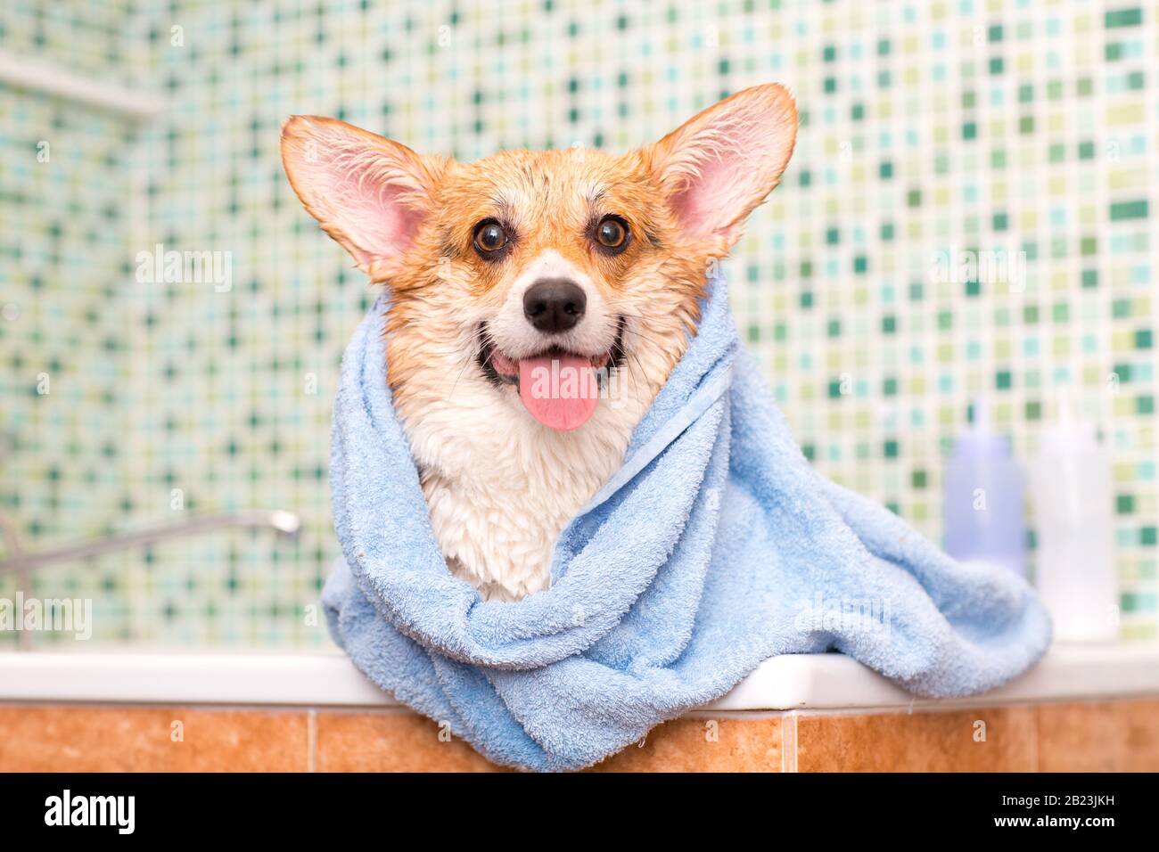 Corgi dog with towel after wash in the bathroom Stock Photo - Alamy