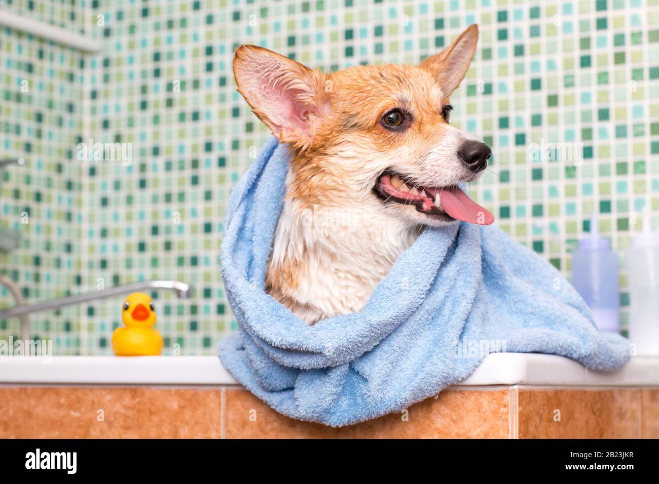 Corgi dog with towel after wash in the bathroom Stock Photo - Alamy